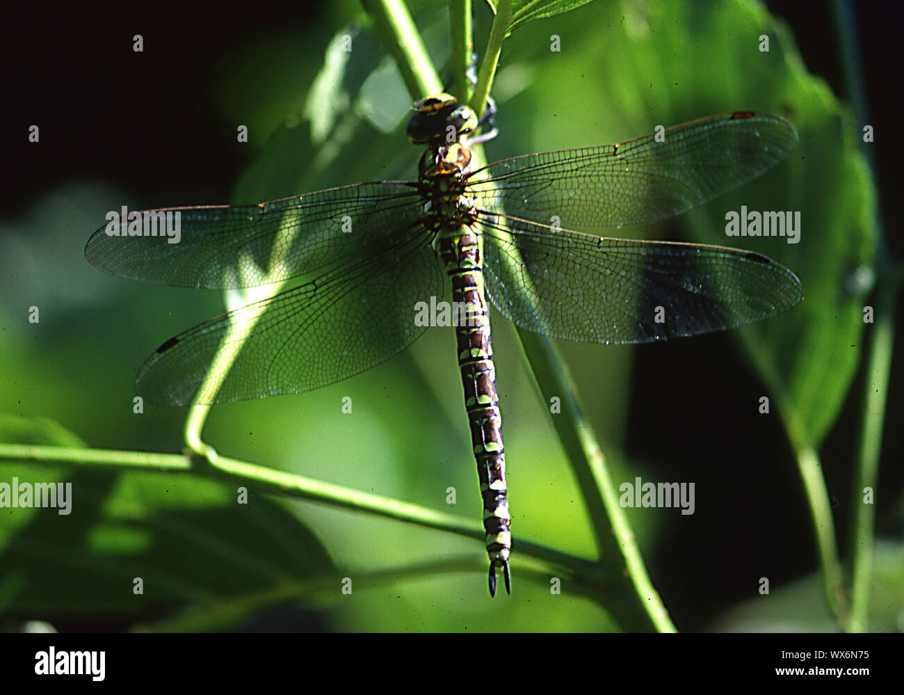 Mosaic damsel Dragonfly hanging on branch Stock Photo - Alamy
