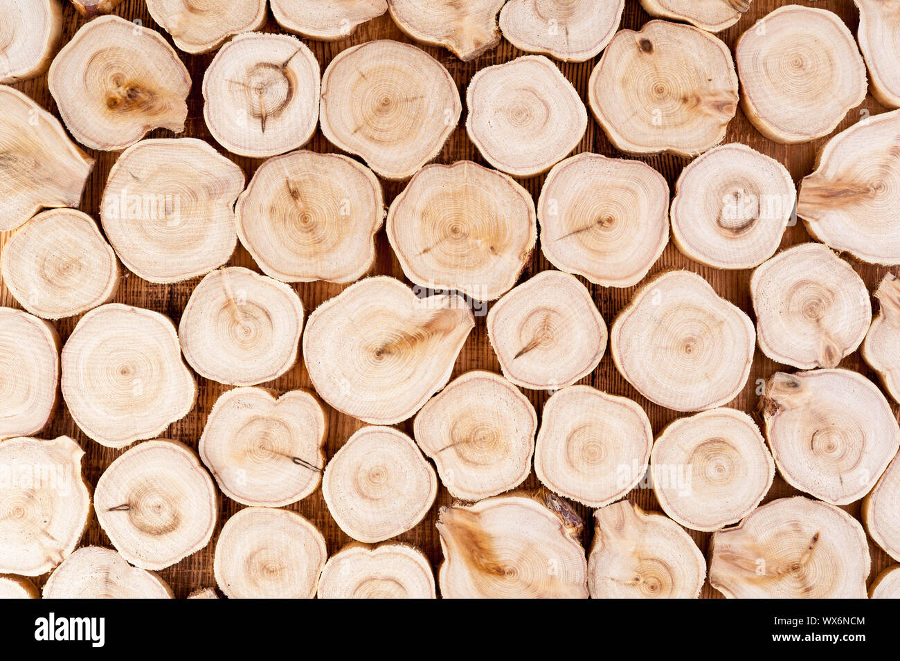 Texture of cross section juniper wood. Pattern of tree stump background ...