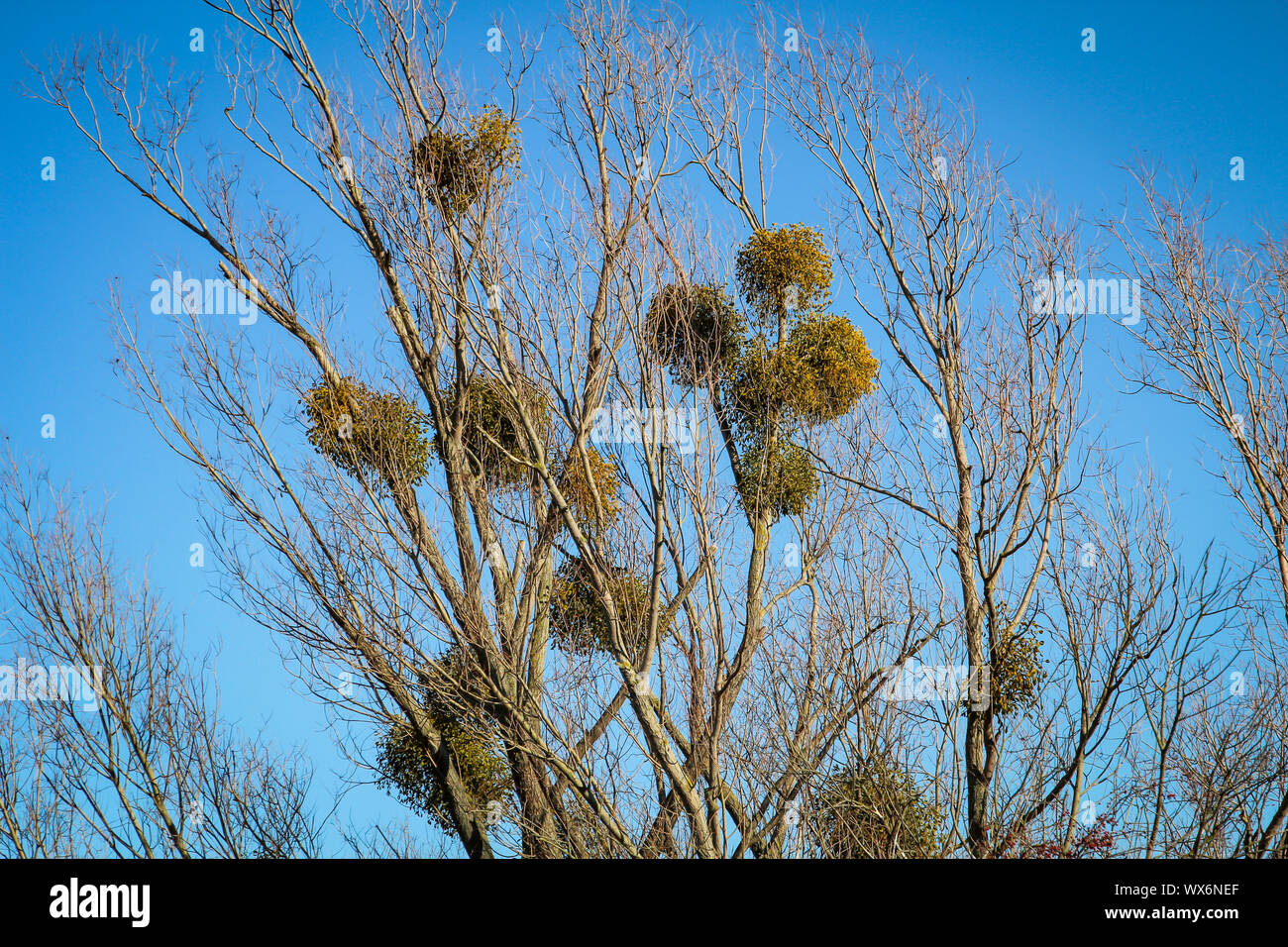 a parasite plant Mistletoes in the tree Stock Photo - Alamy