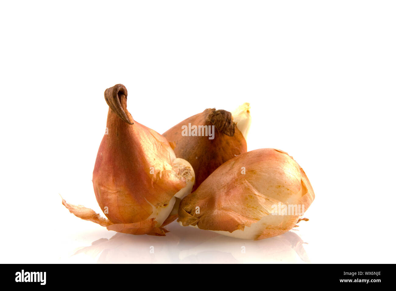 three tulips flower bulbs isolated Stock Photo - Alamy