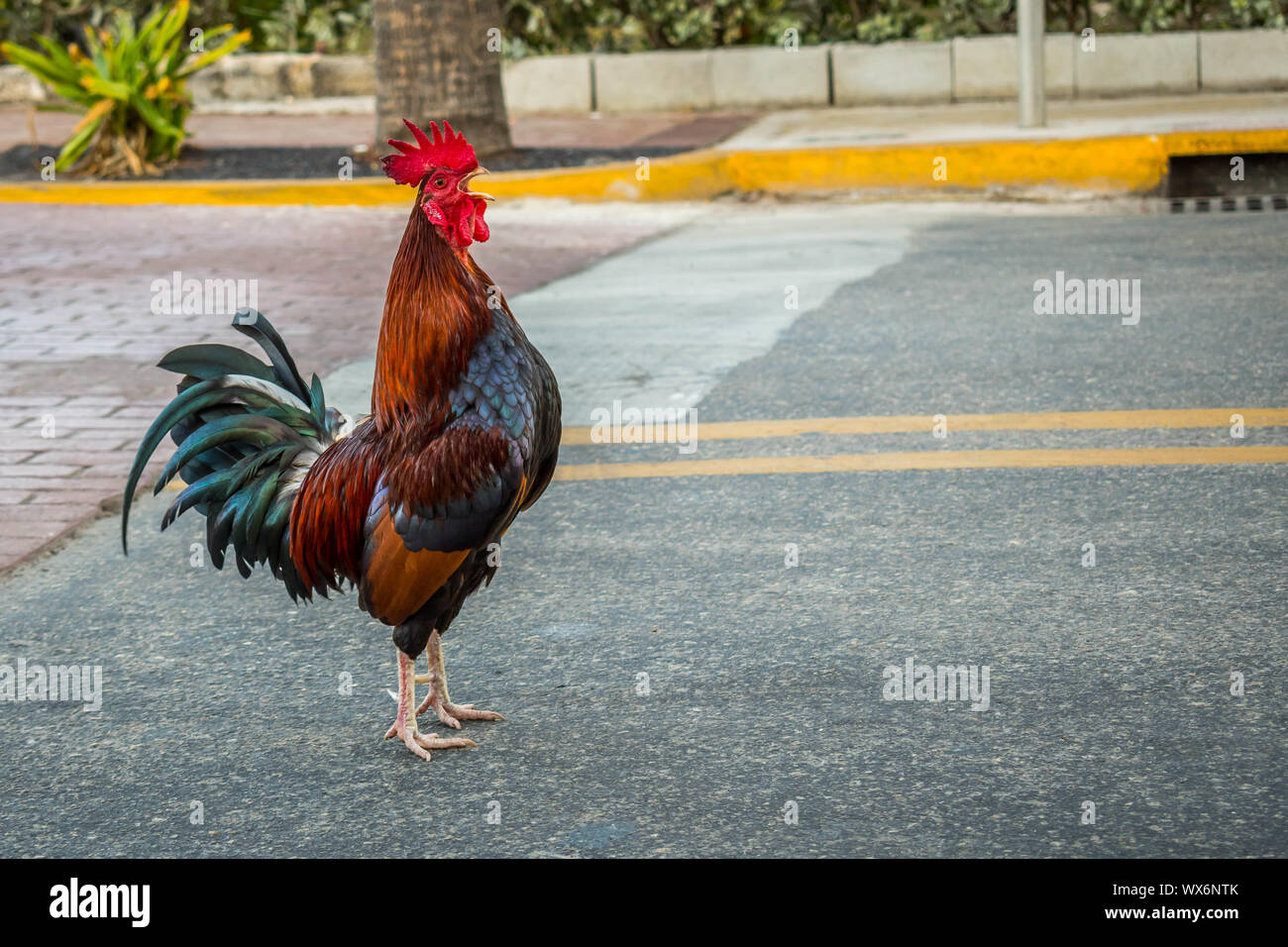 Red hen tail hi-res stock photography and images - Alamy