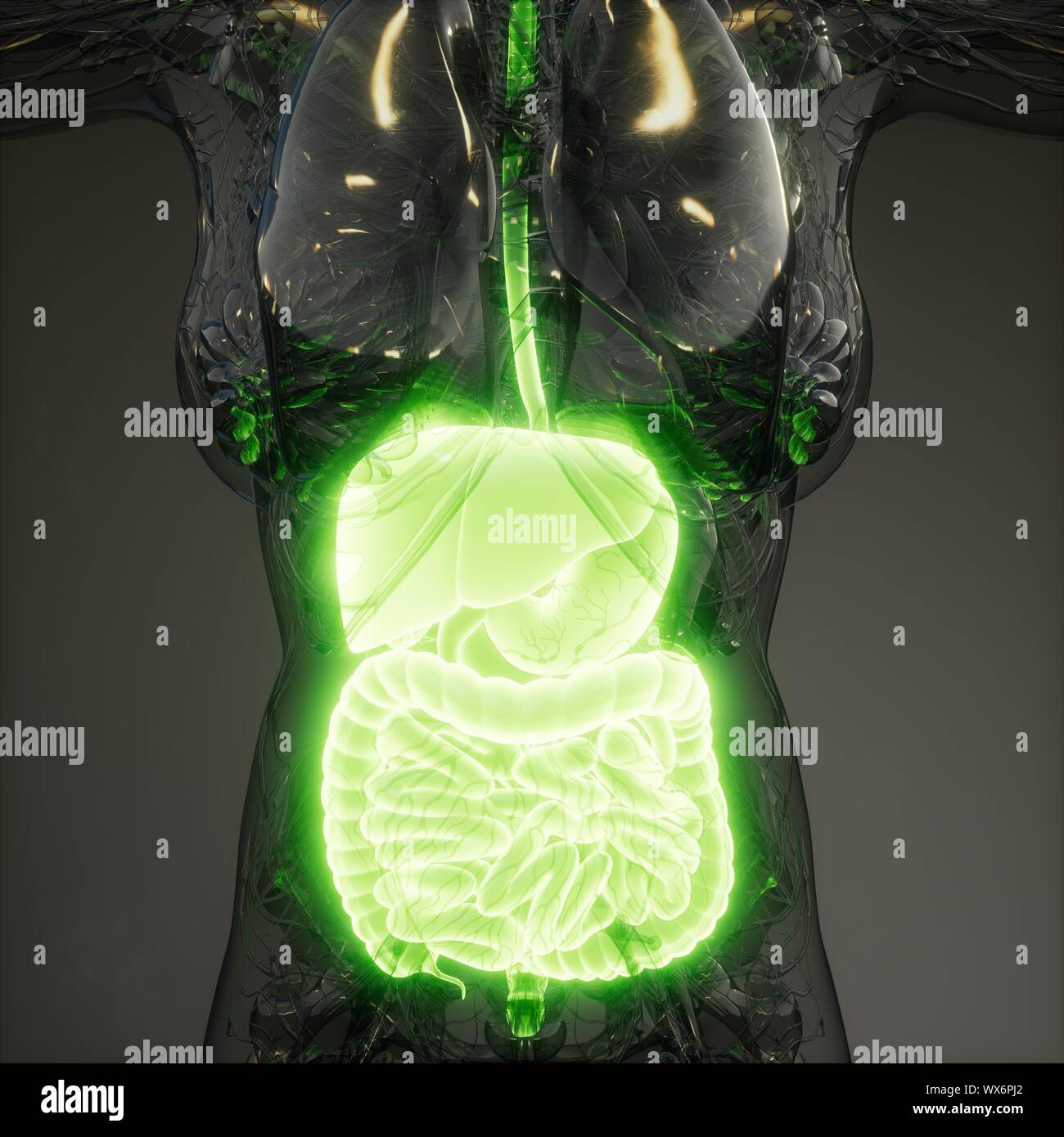 3d illustration of human digestive system parts and functions Stock ...