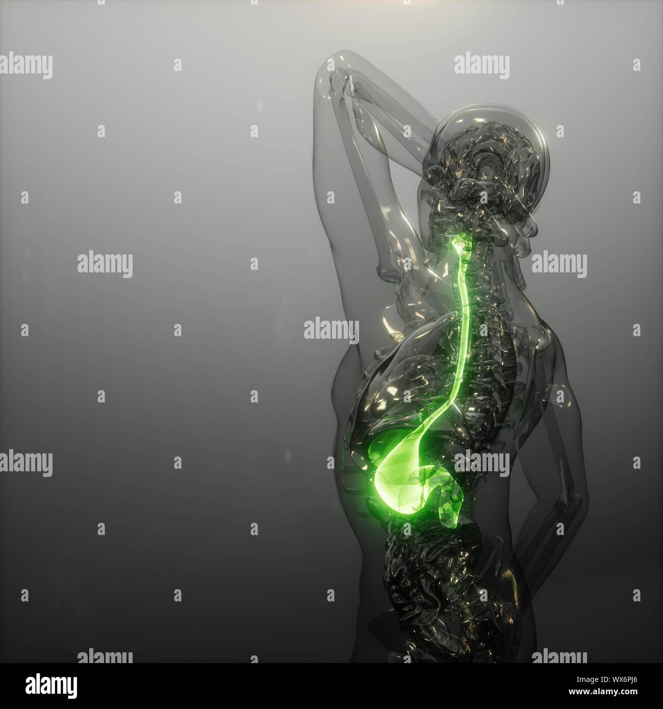 Human gut diagram hi-res stock photography and images - Alamy