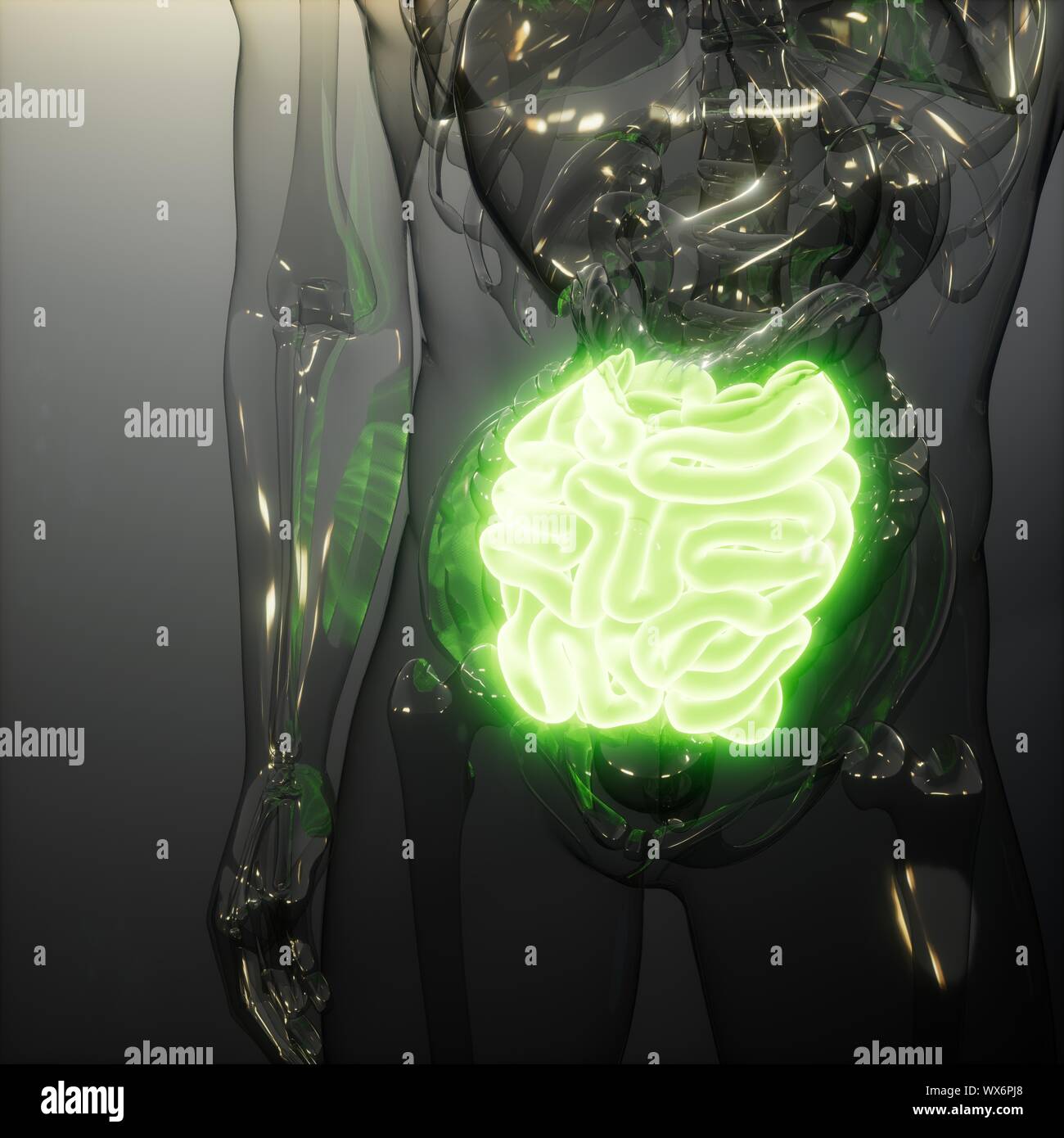 Human Small Intestine Radiology Exam Stock Photo - Alamy