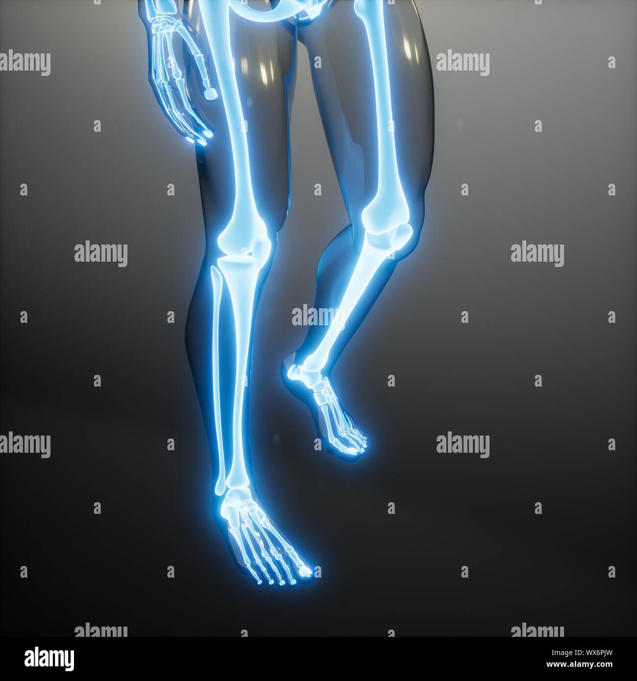 Transparent Human Body with Visible Bones Stock Photo - Alamy
