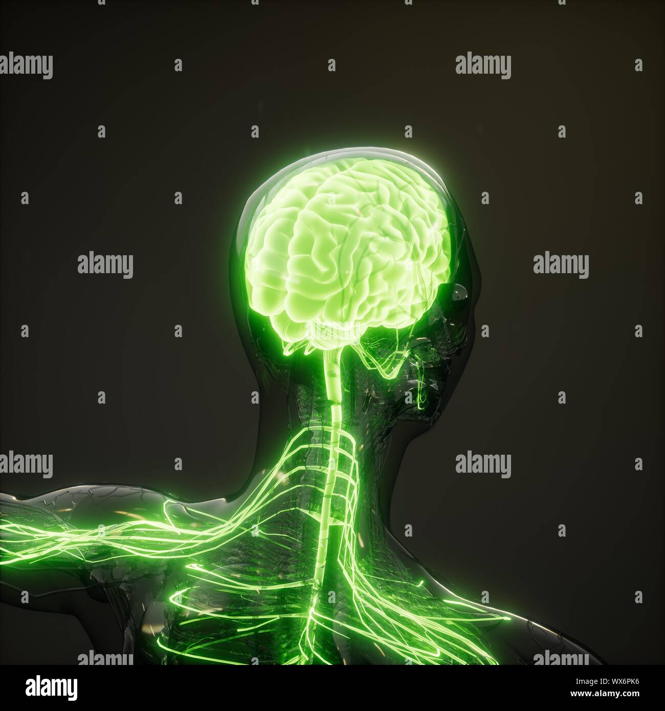 Human Brain Radiology Exam Stock Photo - Alamy
