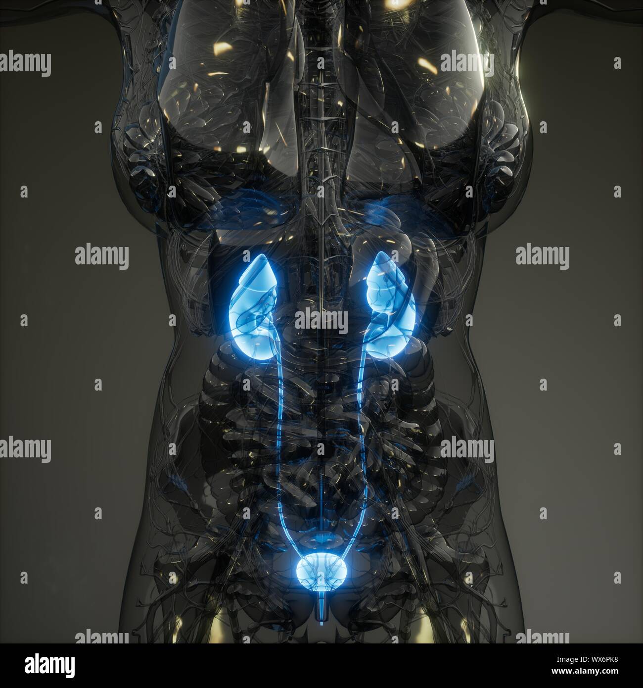 Science Anatomy Scan Of Human Kidneys Stock Photo - Alamy