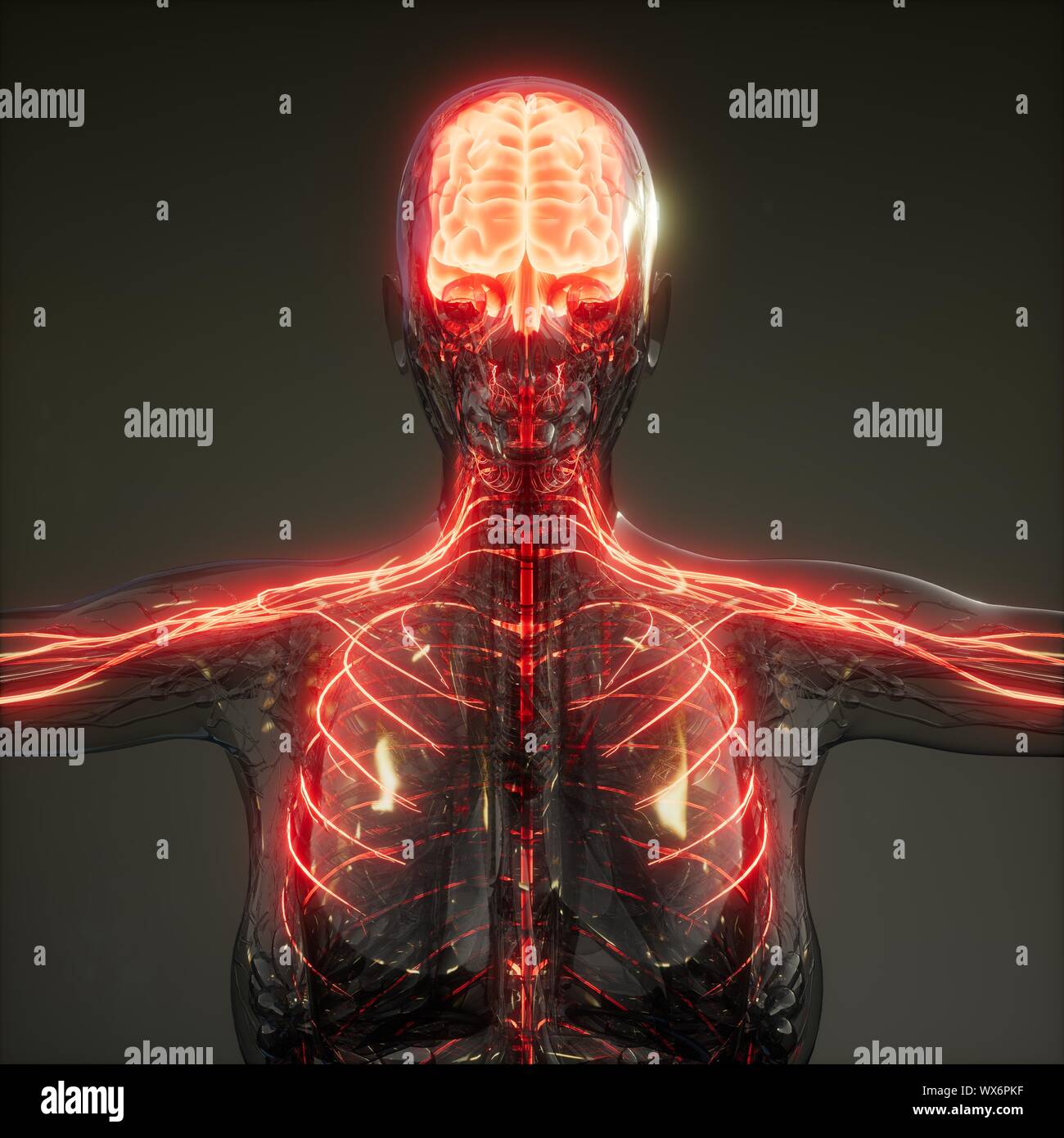 Human Brain Radiology Exam Stock Photo - Alamy