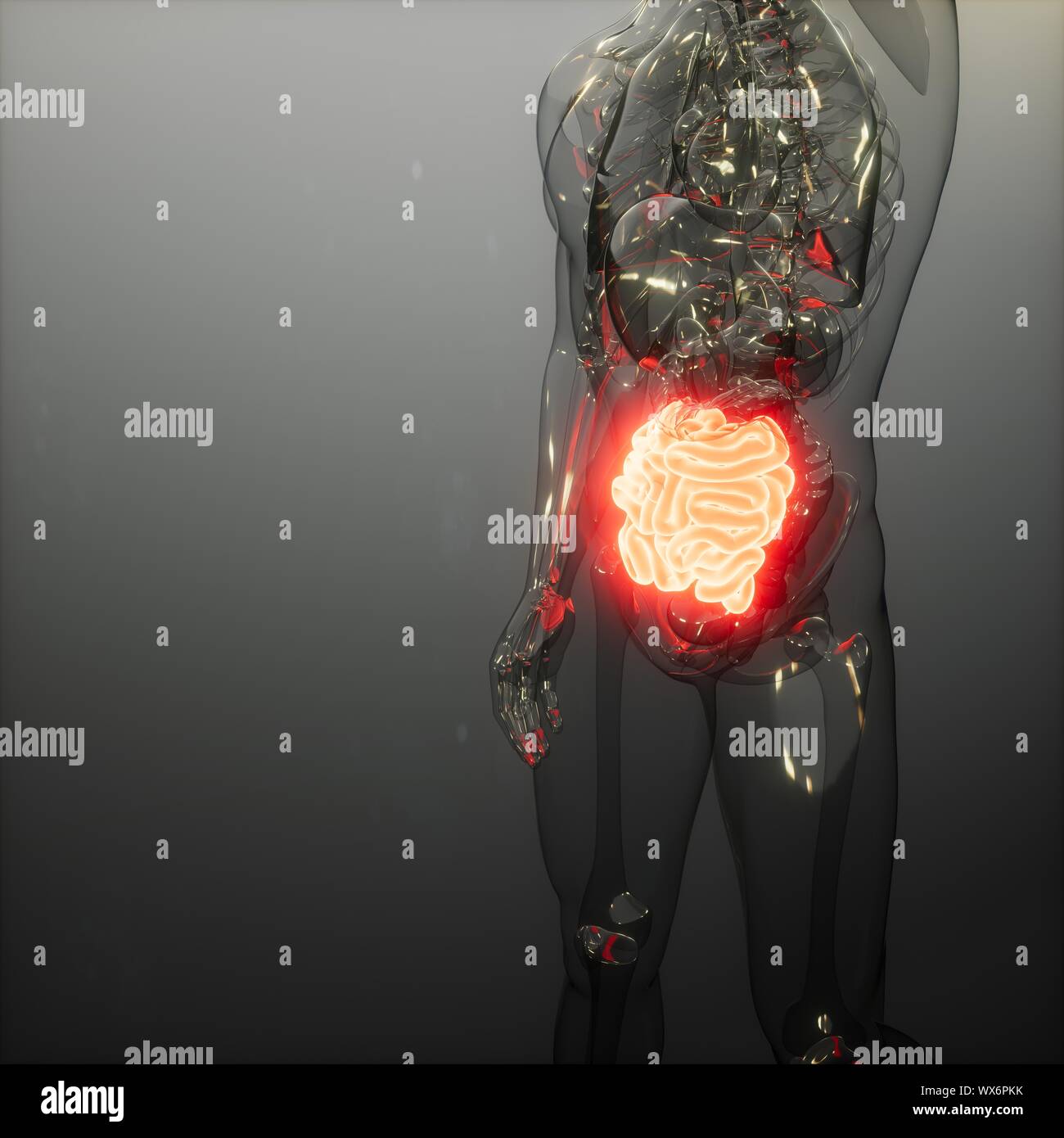 Human Small Intestine Radiology Exam Stock Photo - Alamy