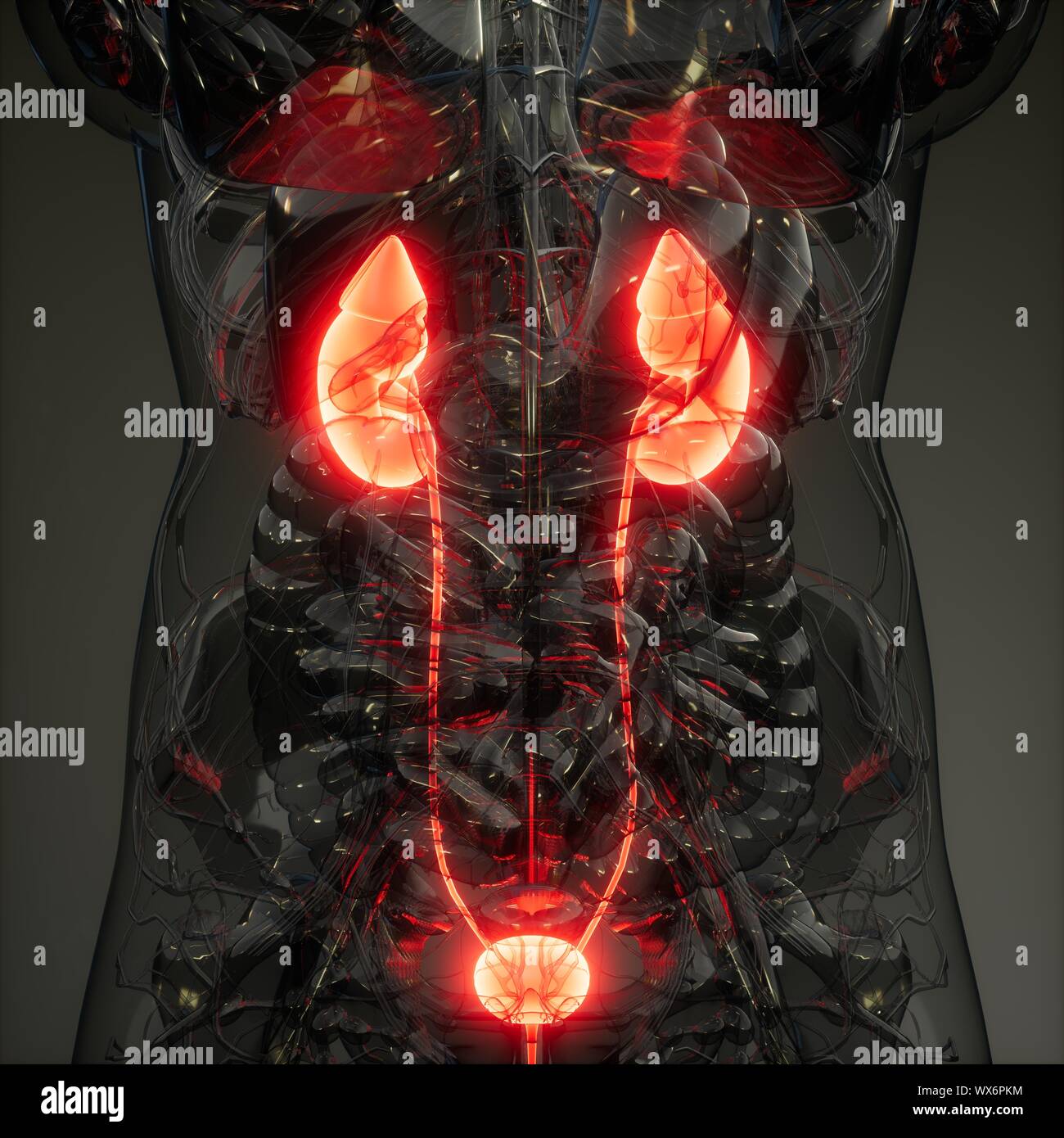 Science Anatomy Scan Of Human Kidneys Stock Photo - Alamy