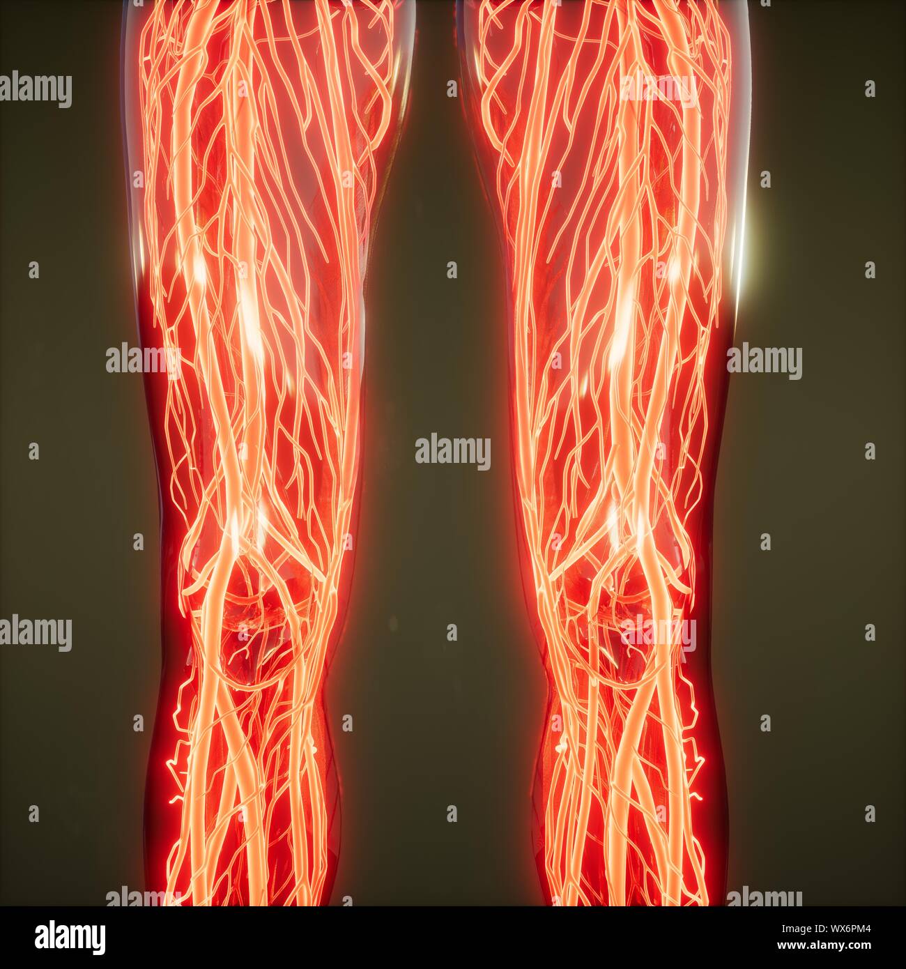 Capillary vessels hi-res stock photography and images - Alamy