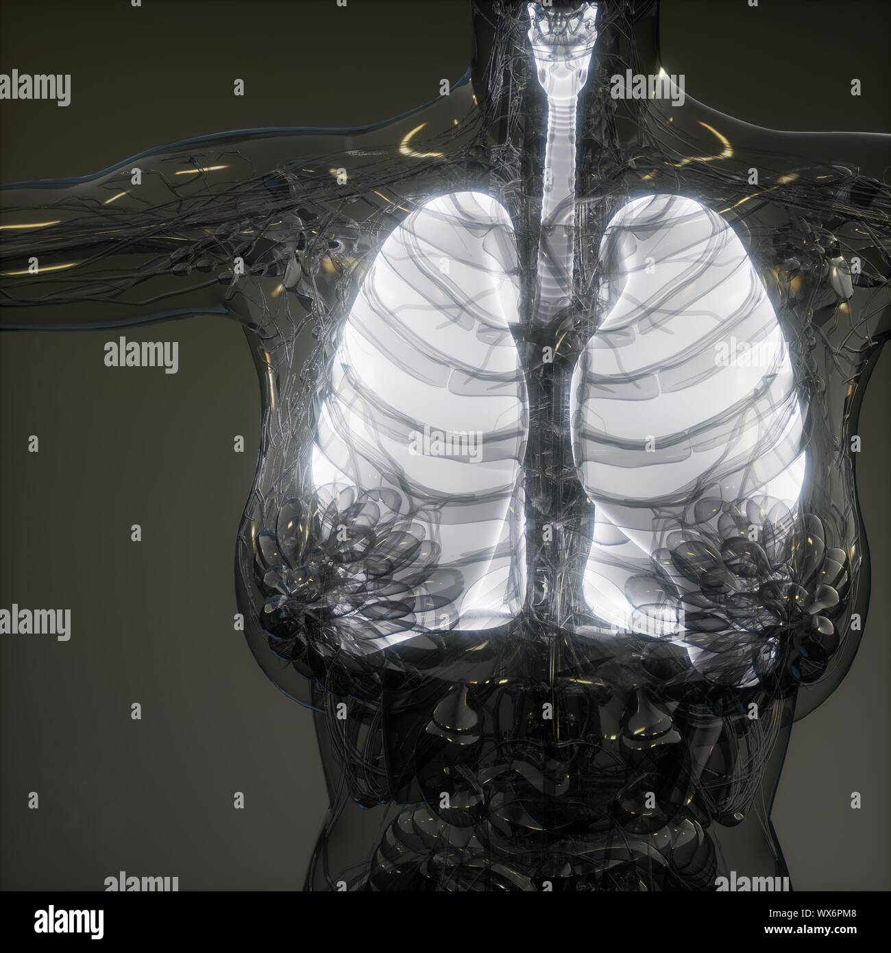 Human Lungs Radiology Exam Stock Photo - Alamy