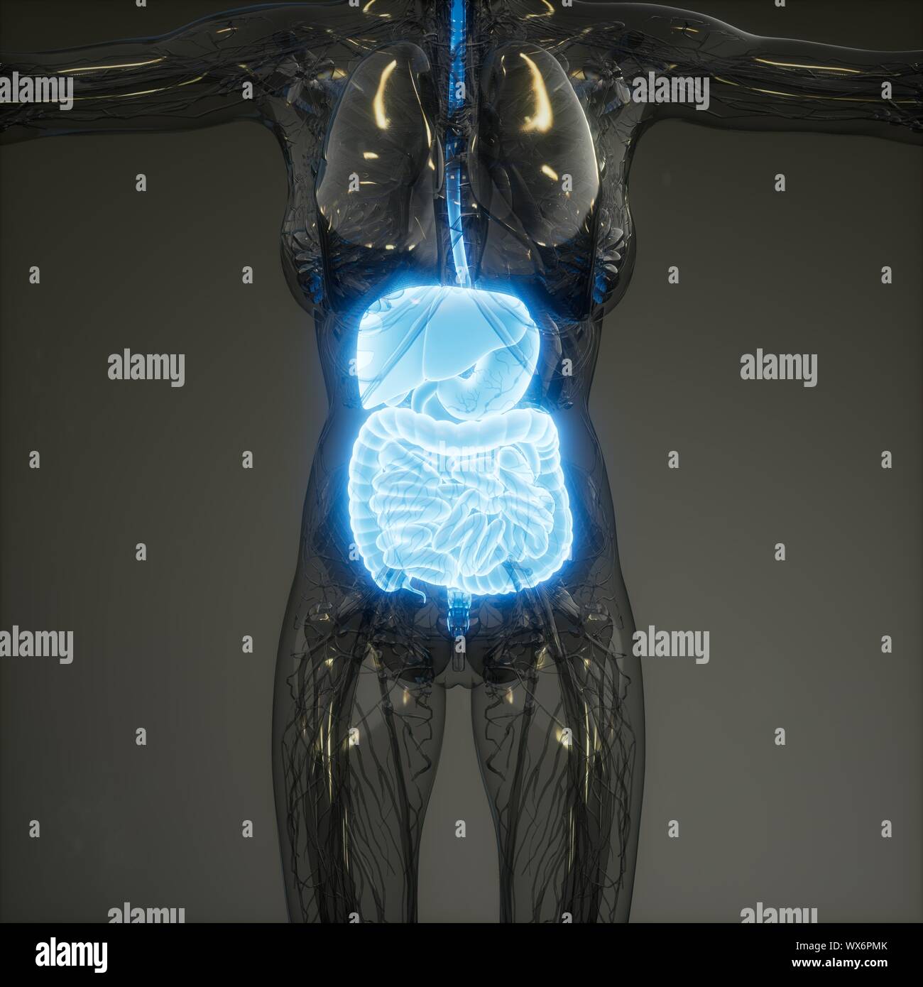 3d illustration of human digestive system parts and functions Stock ...
