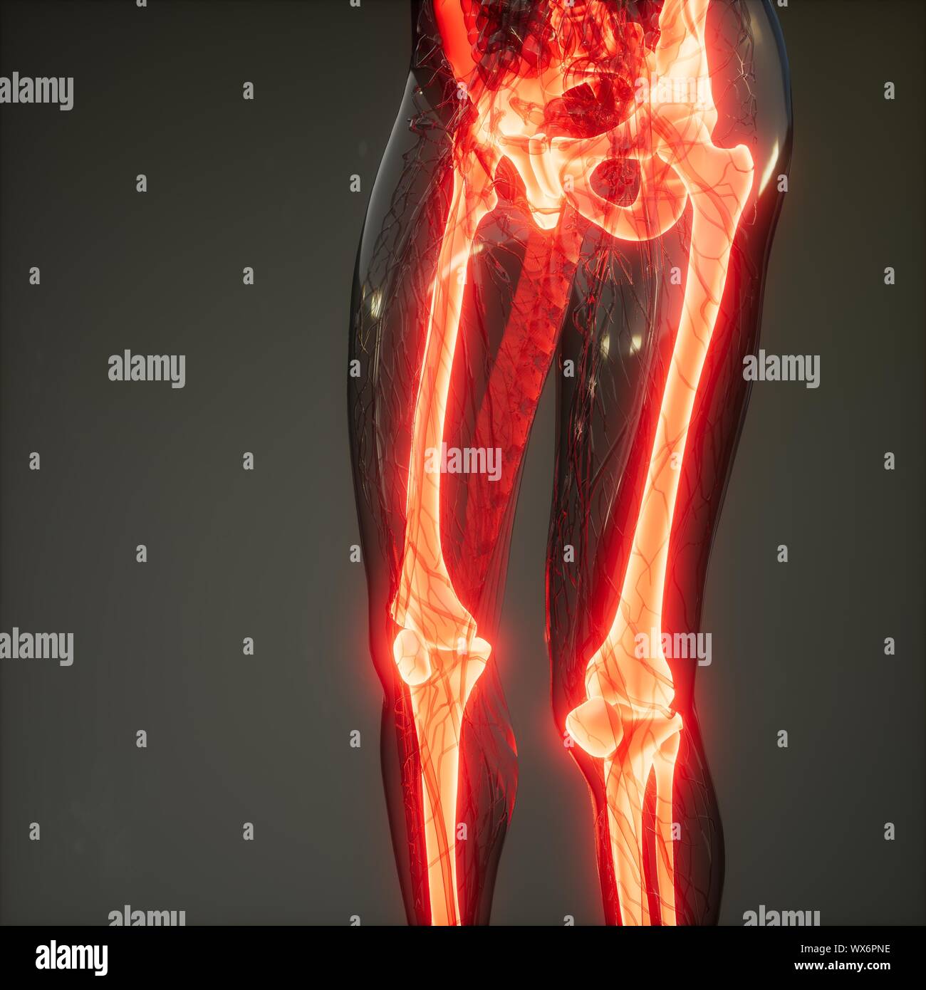 Transparent Human Body with Visible Bones Stock Photo - Alamy