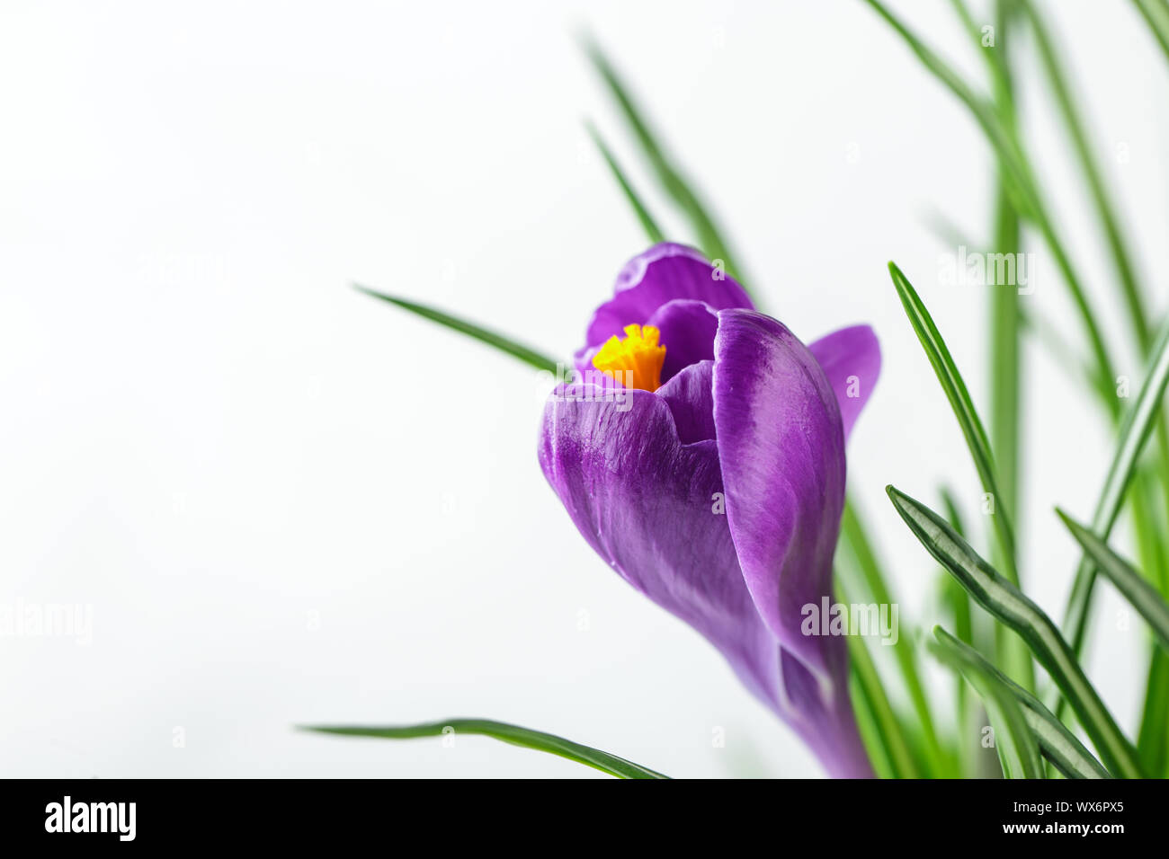 Blue crocuses isolated on a white background Stock Photo - Alamy