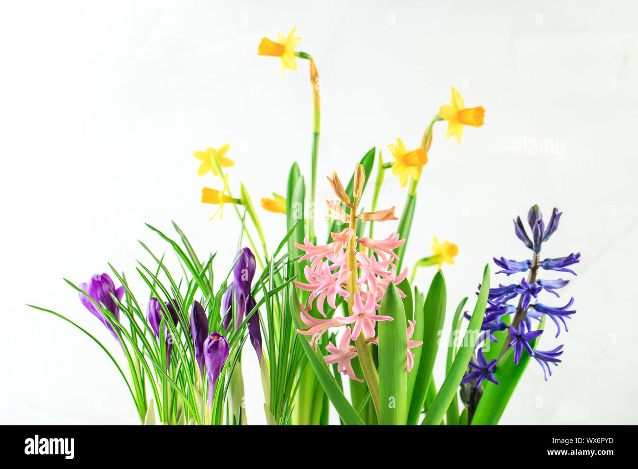 Potted spring flowers Stock Photo - Alamy