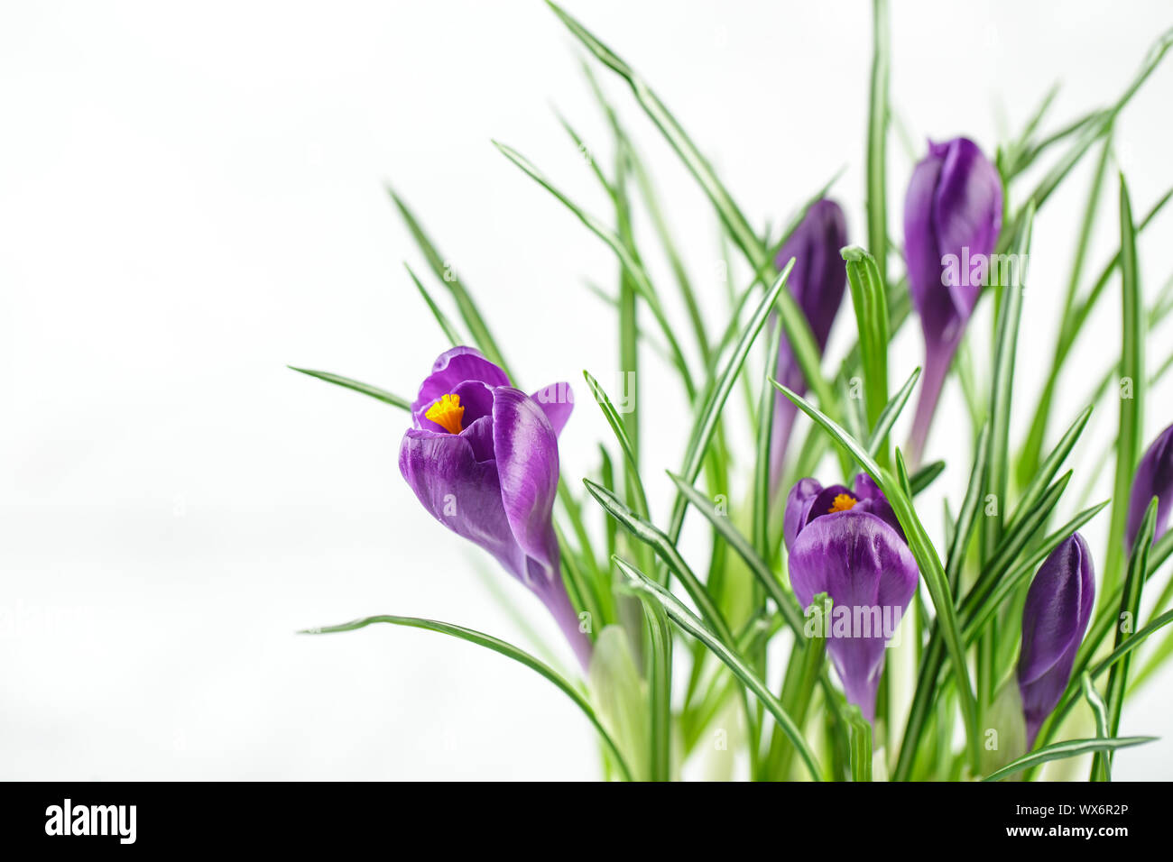 Purple crocuses on bright spring day hi-res stock photography and ...