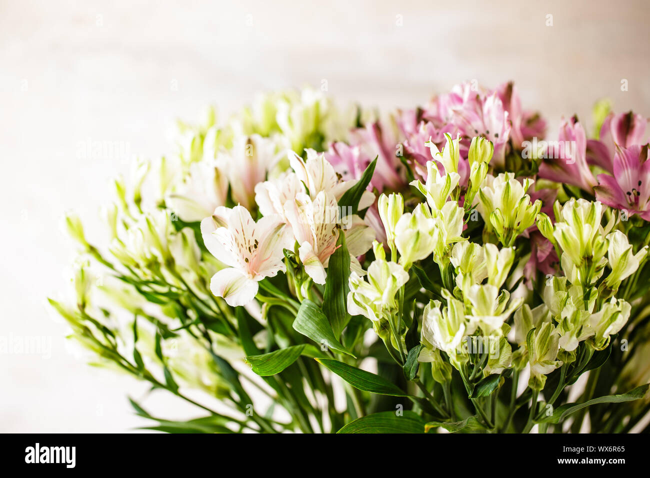 Alstroem hi-res stock photography and images - Alamy