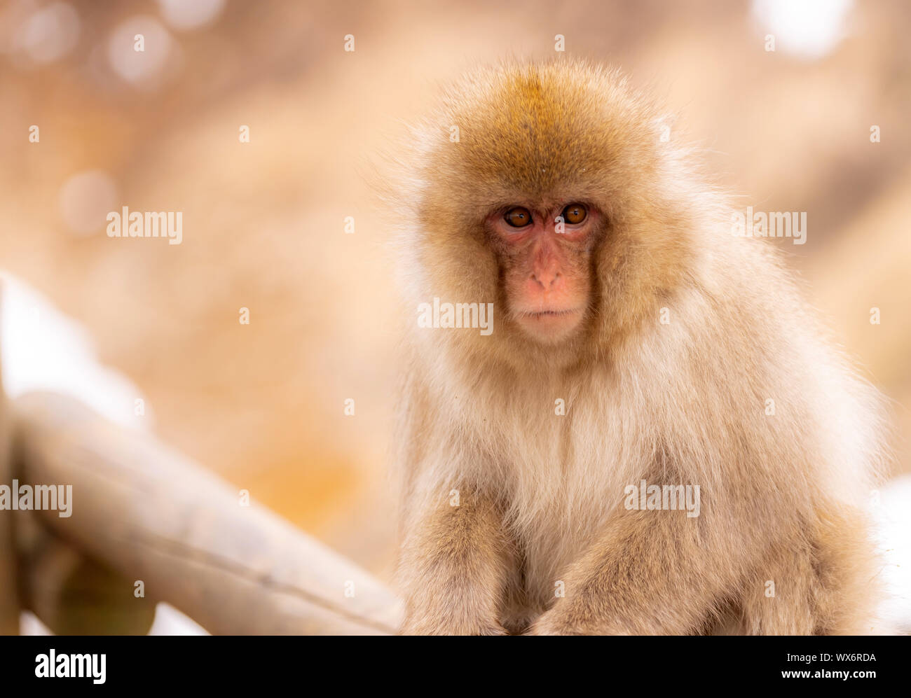Snow monkey family jigokudani hi-res stock photography and images - Alamy