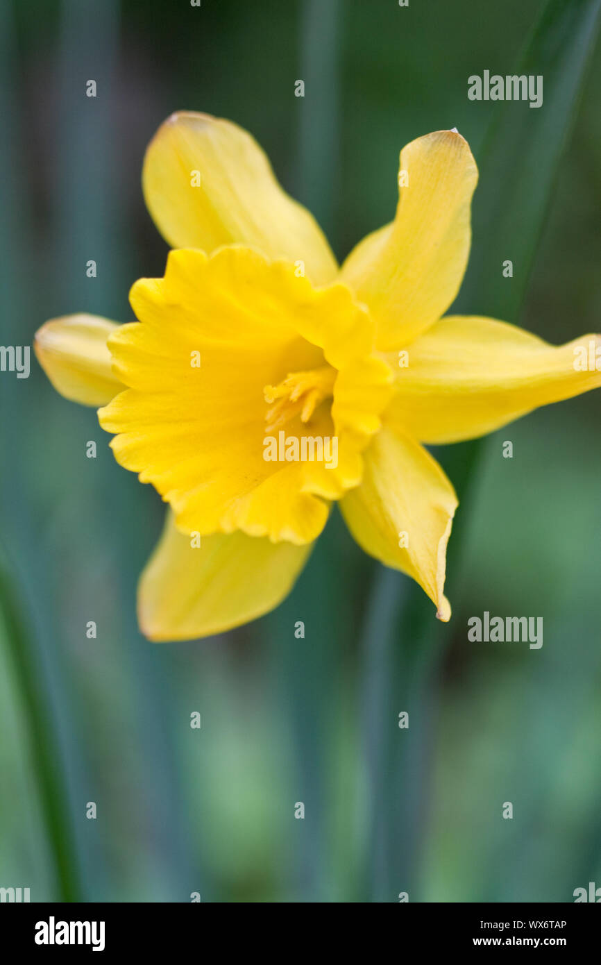 Over flower hi-res stock photography and images - Alamy