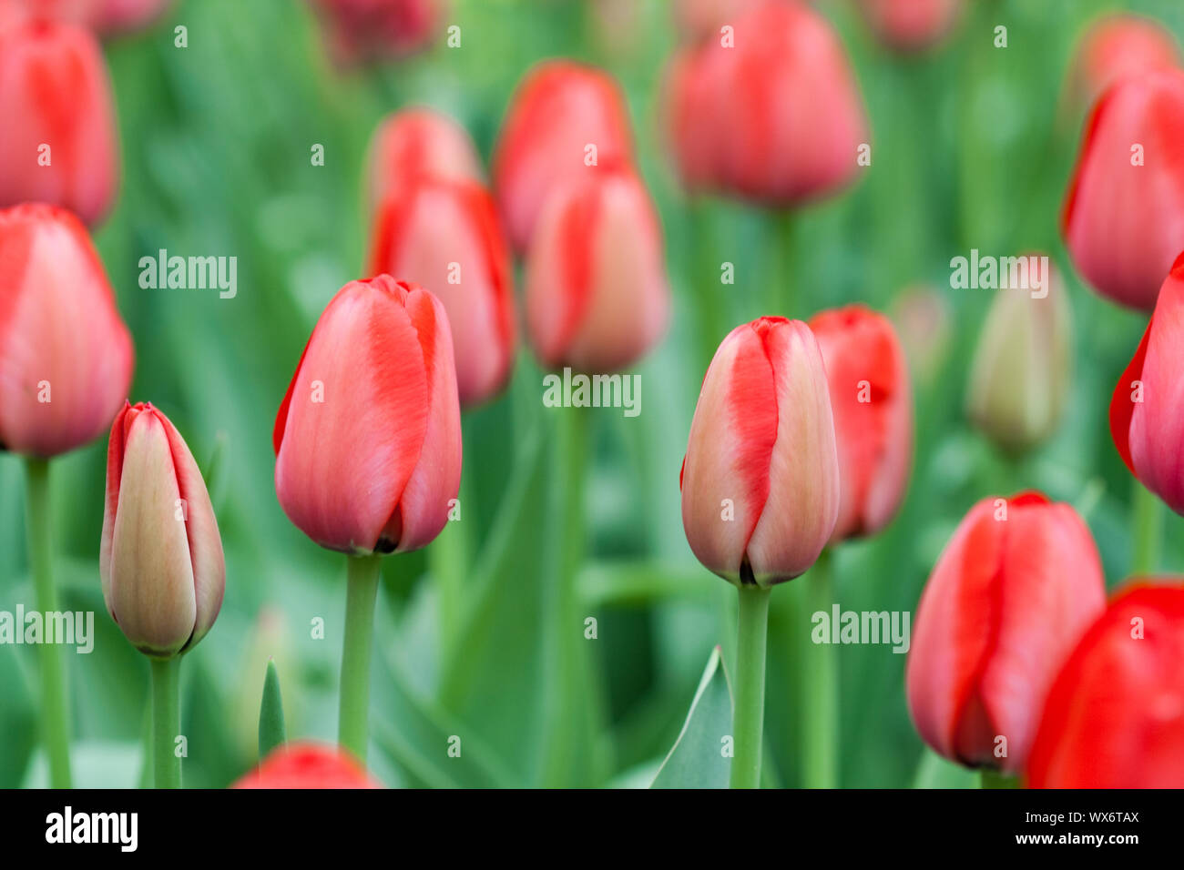 Vivid large tulips hi-res stock photography and images - Alamy
