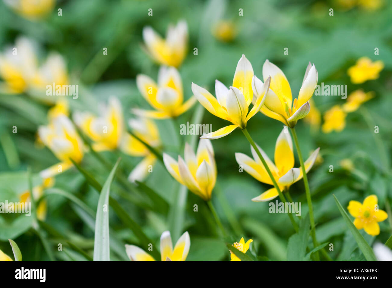 Bright lush yellow tulip hi-res stock photography and images - Alamy