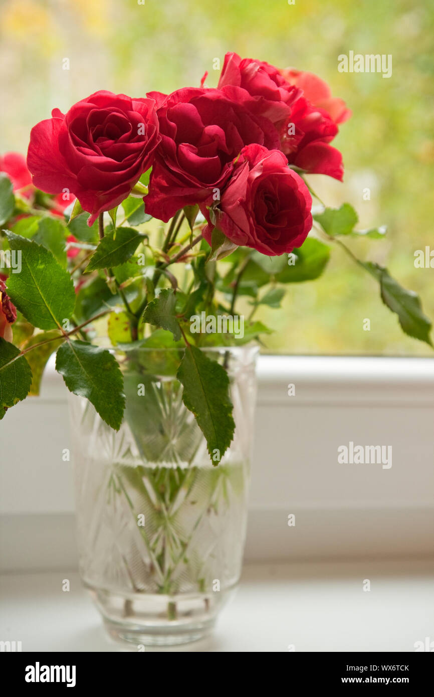 Glorious roses hi-res stock photography and images - Alamy