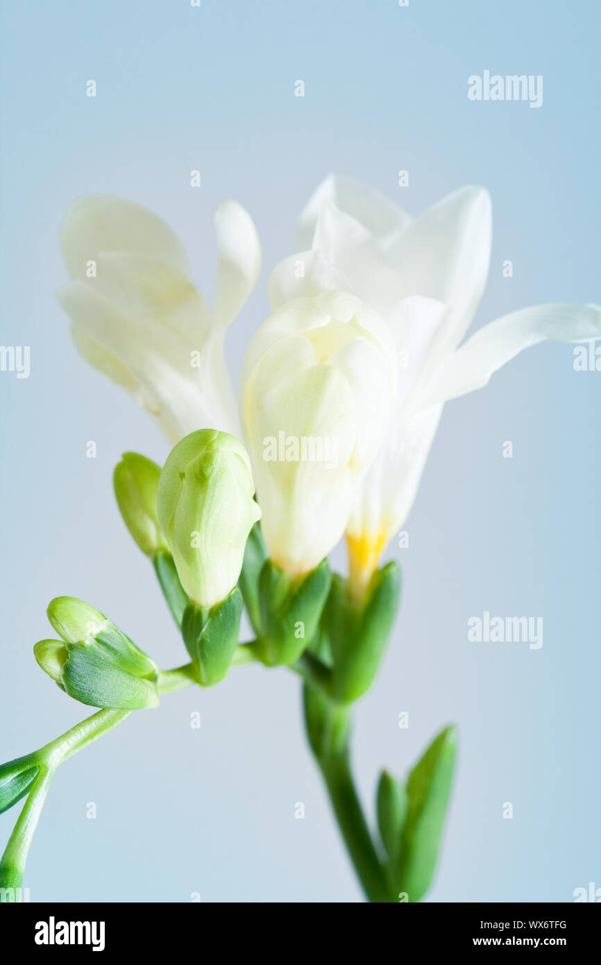 Freesia plant hi-res stock photography and images - Alamy