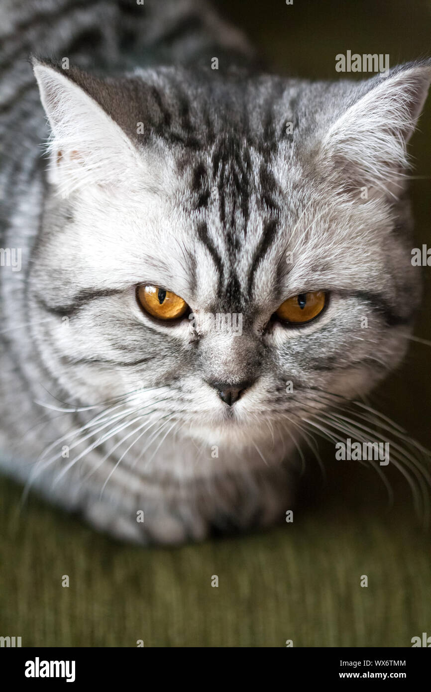 Scottish strite young cat Stock Photo - Alamy