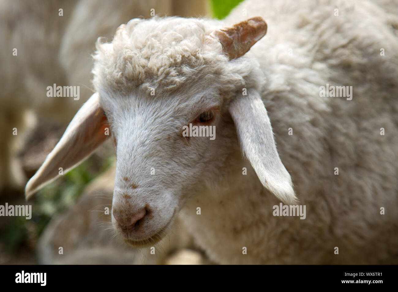 Broad tailed sheep hi-res stock photography and images - Alamy