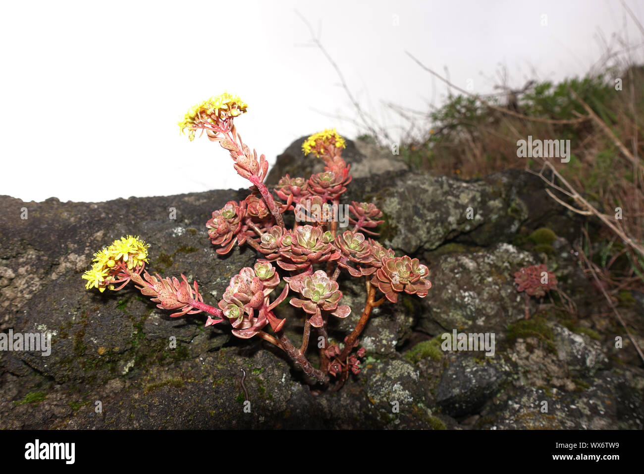 Lava Flower High Resolution Stock Photography and Images - Alamy