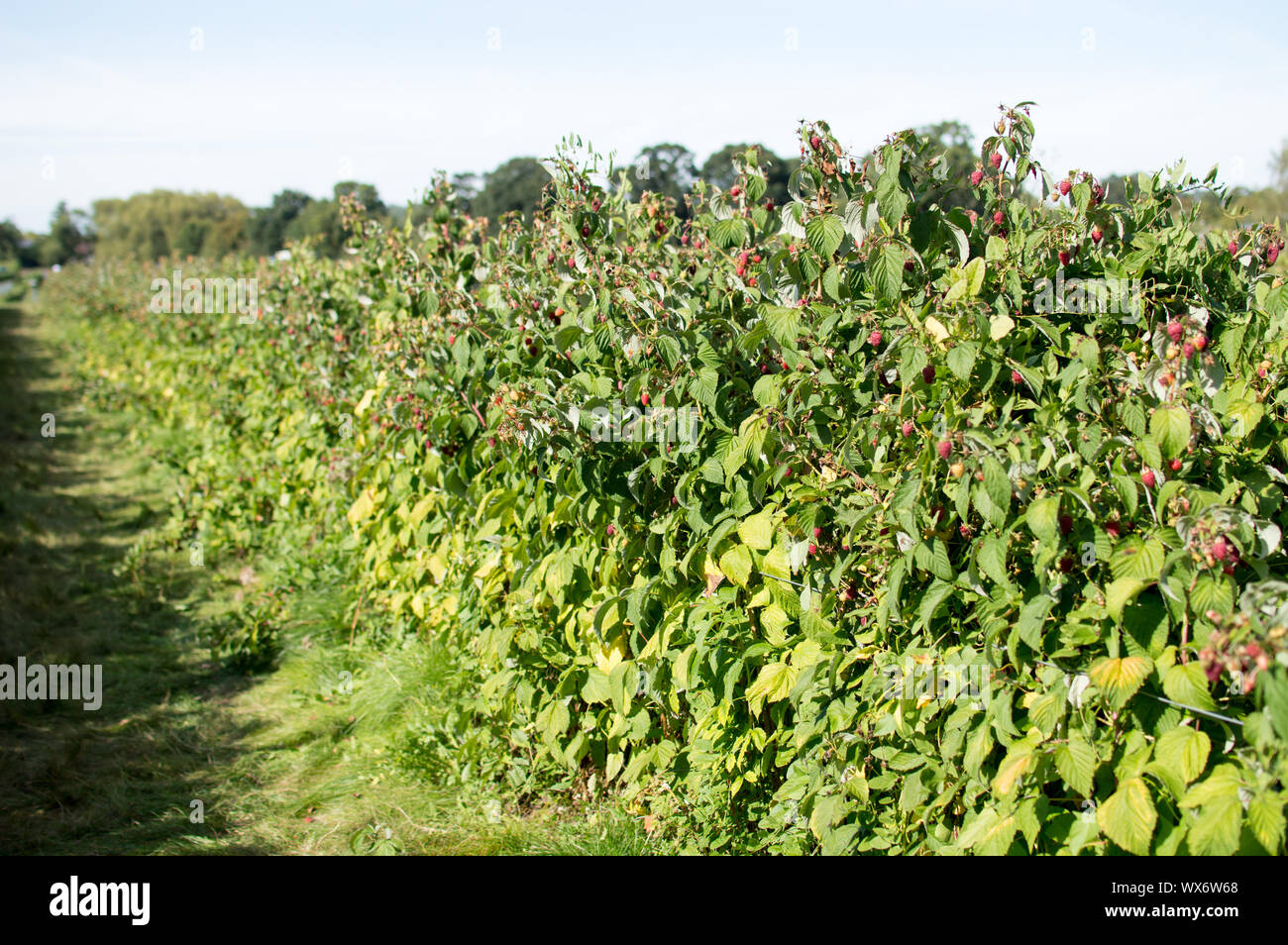 Raspberry plants with fruits in pick your own farm Stock Photo - Alamy