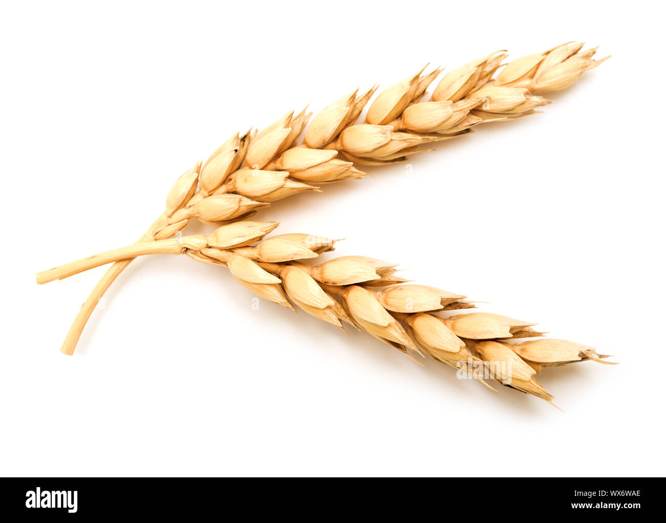 Ears Of Grain Cut Out Stock Images & Pictures - Alamy