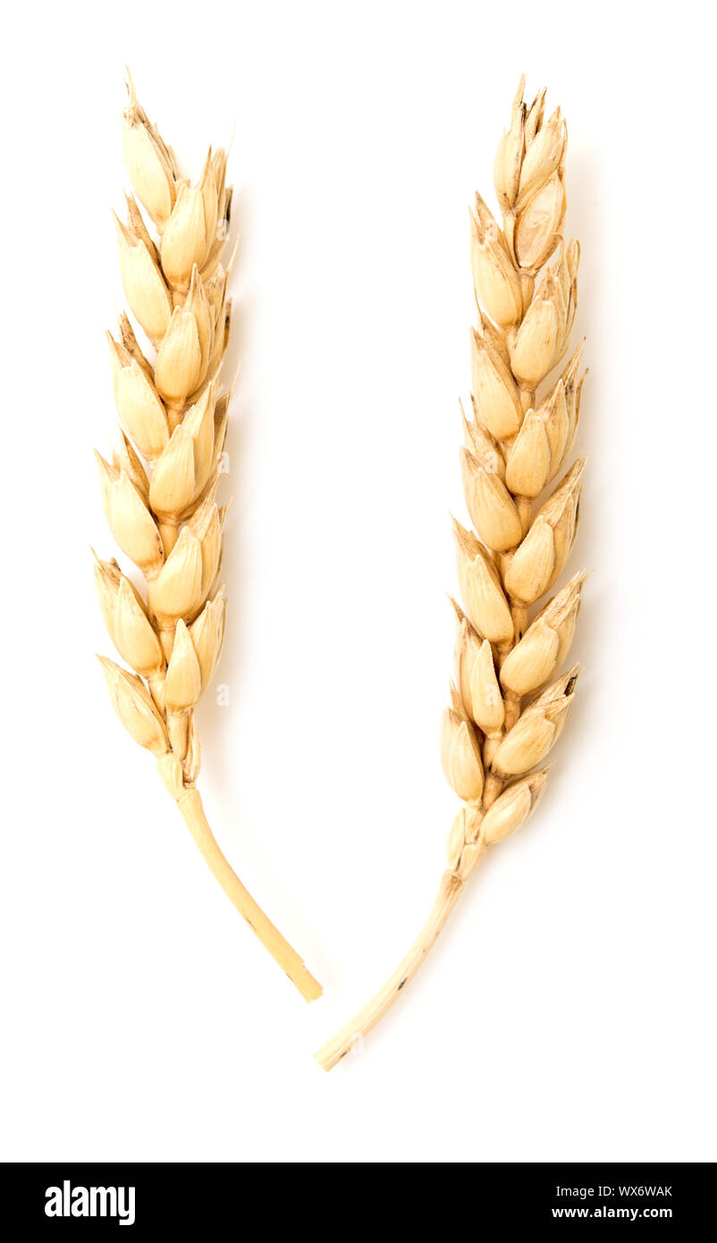 Dried wheat plant hi-res stock photography and images - Alamy