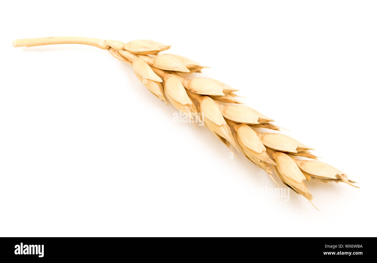 Rye crop Cut Out Stock Images & Pictures - Alamy