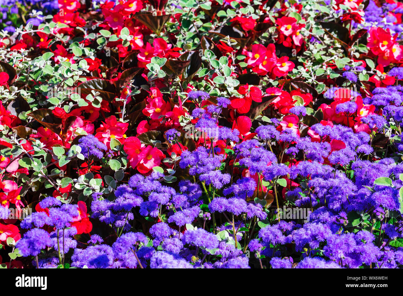 Purple flowers in flower bed hi-res stock photography and images - Alamy