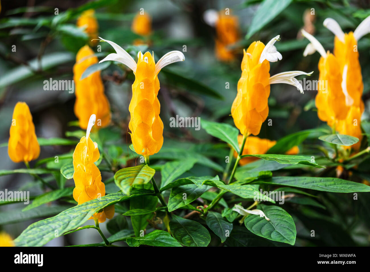 Pachystachys lutea yellow shrub in garden Stock Photo - Alamy