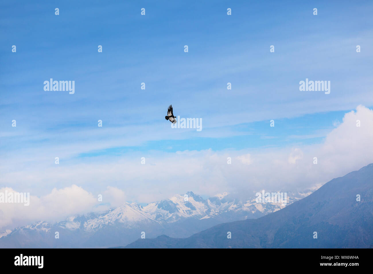 Flying condor in the Colca canyon Stock Photo - Alamy