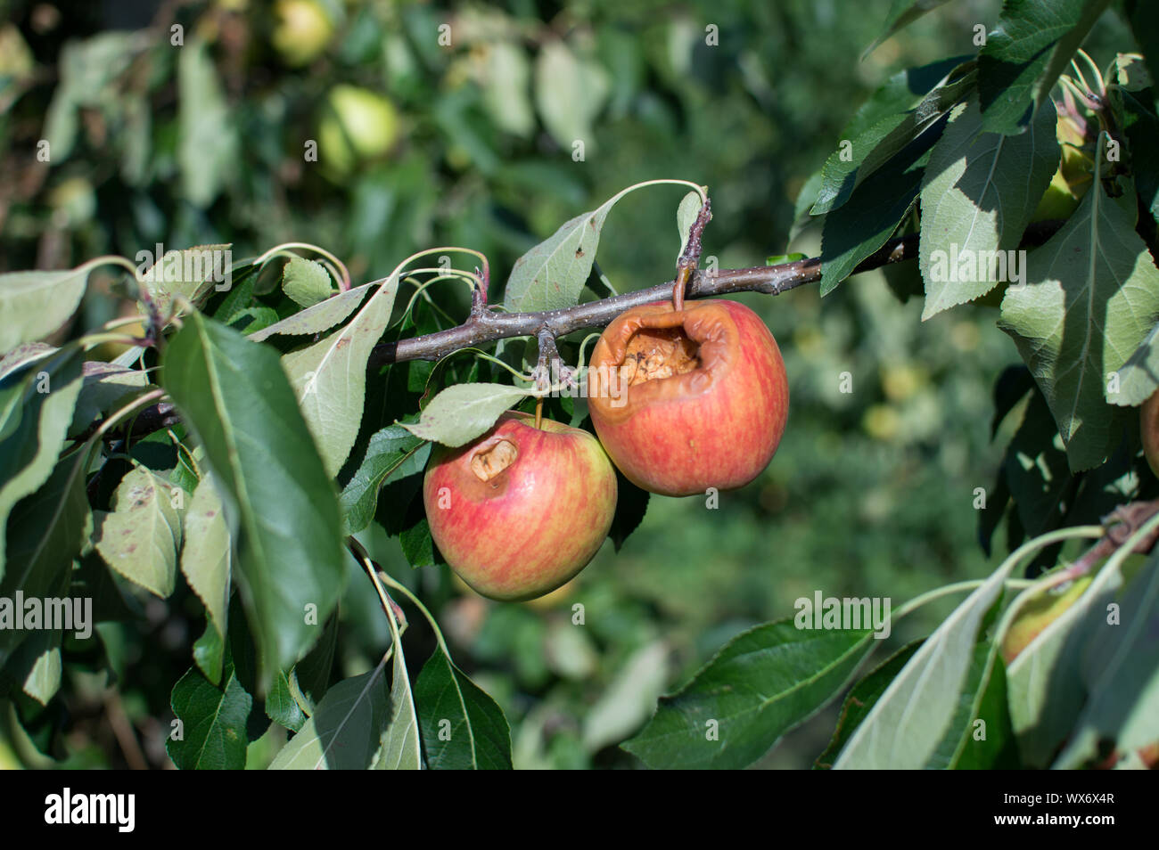 Bird damage hi-res stock photography and images - Alamy