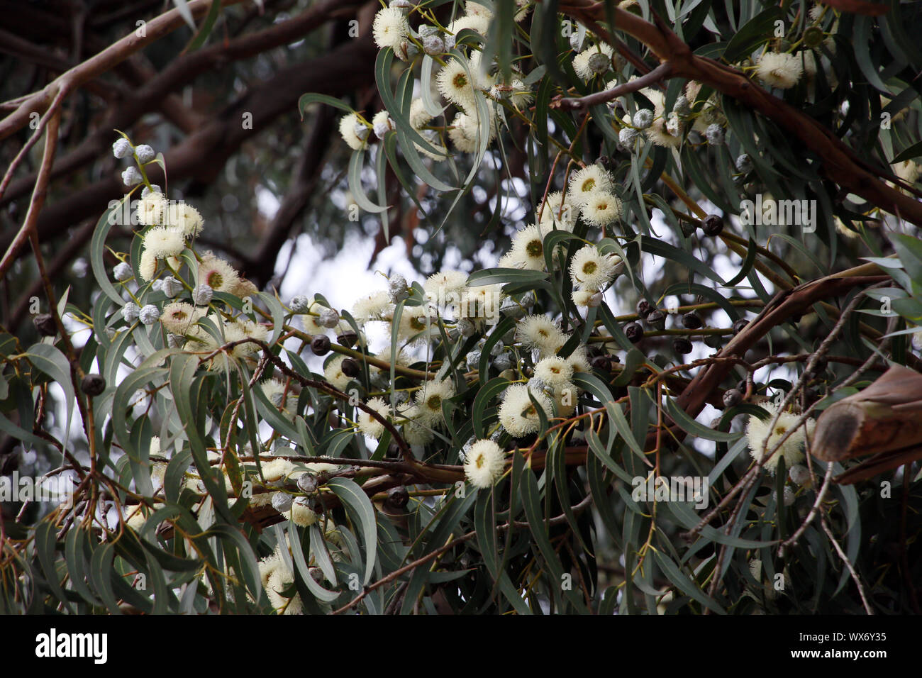 Tasmanian blue gum hi-res stock photography and images - Alamy