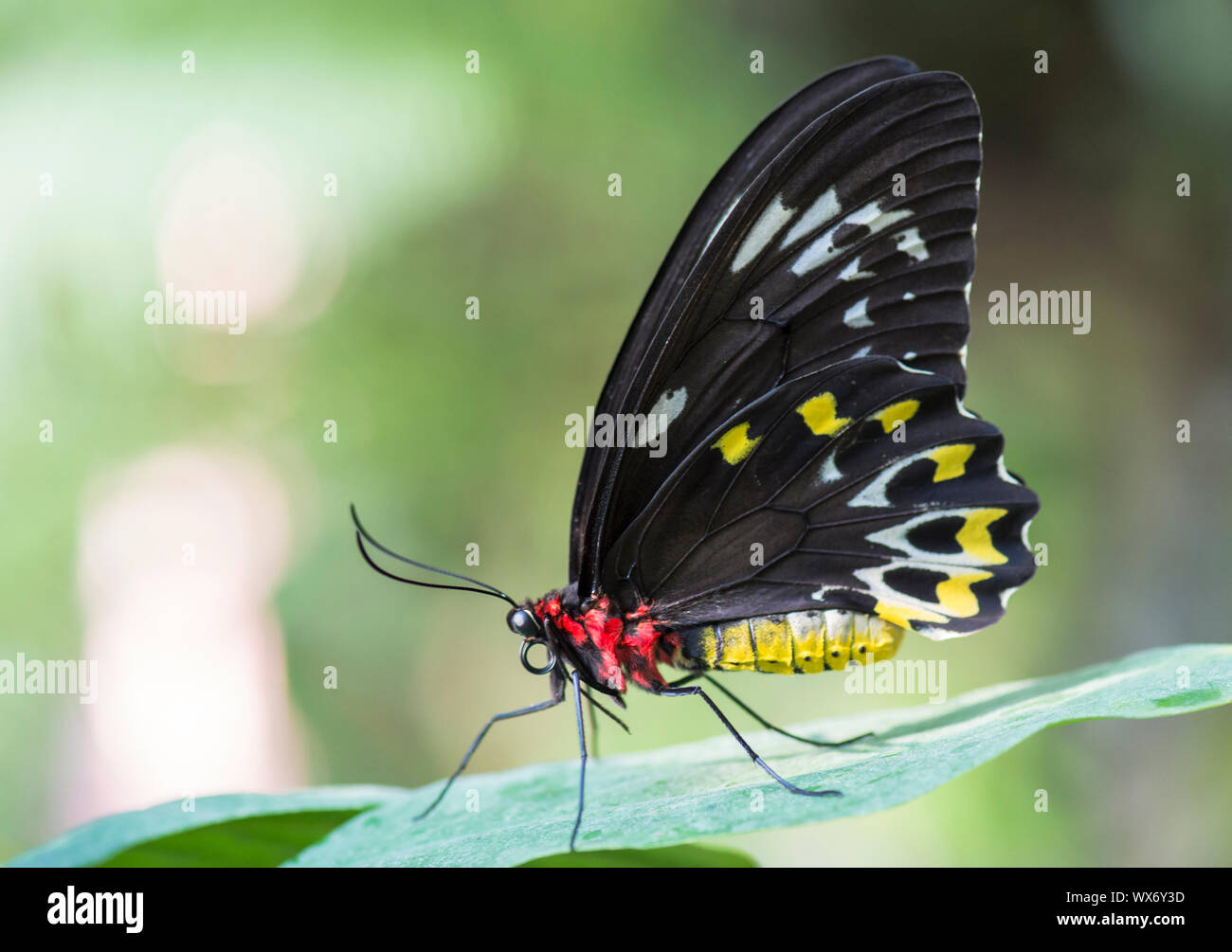 Black Cattleheart Butterfly High Resolution Stock Photography and ...
