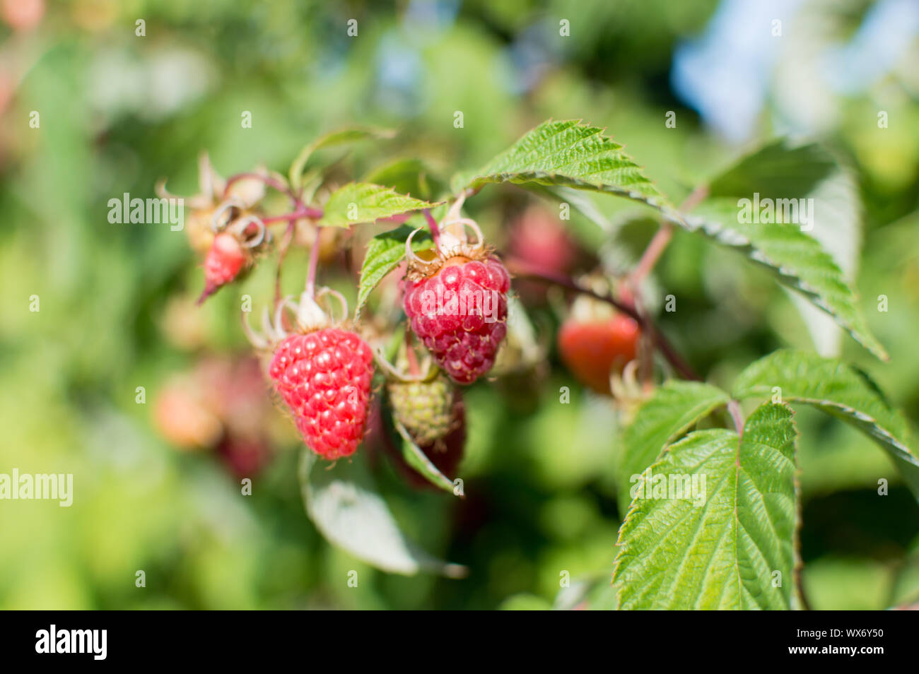Raspberry plants with fruits in pick your own farm Stock Photo - Alamy