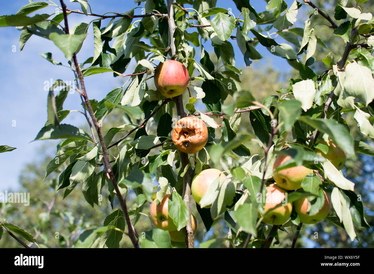 Bird damage hi-res stock photography and images - Alamy