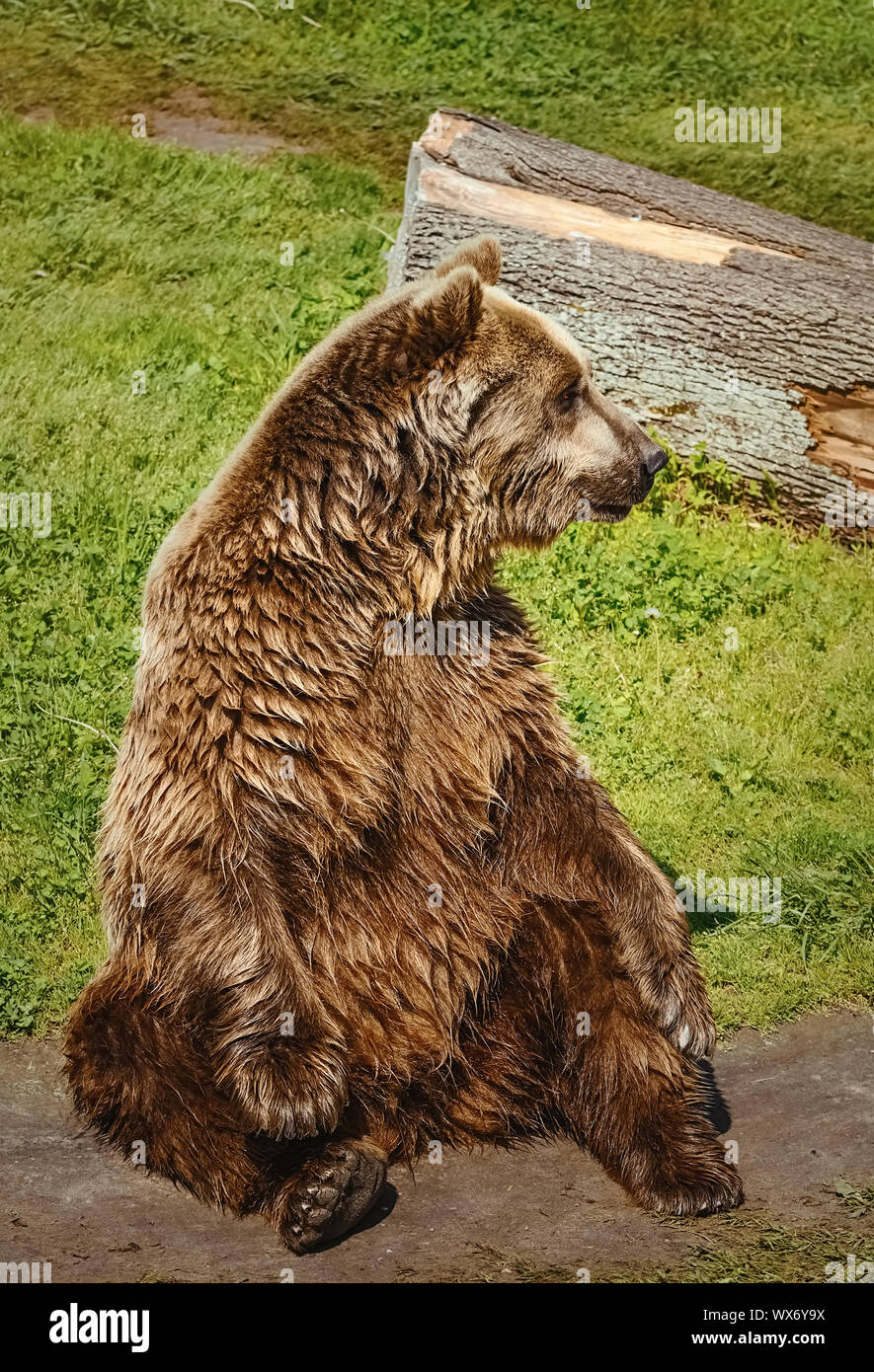 Bear on the Lawn Stock Photo - Alamy