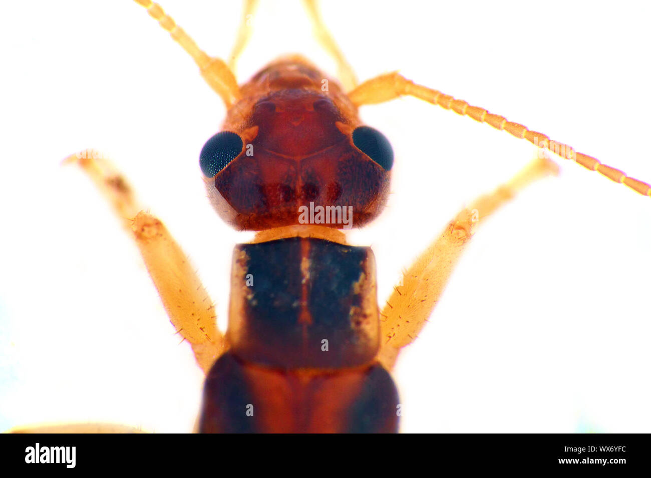 Earwigs (Dermaptera) ultra close-up portrait Stock Photo - Alamy