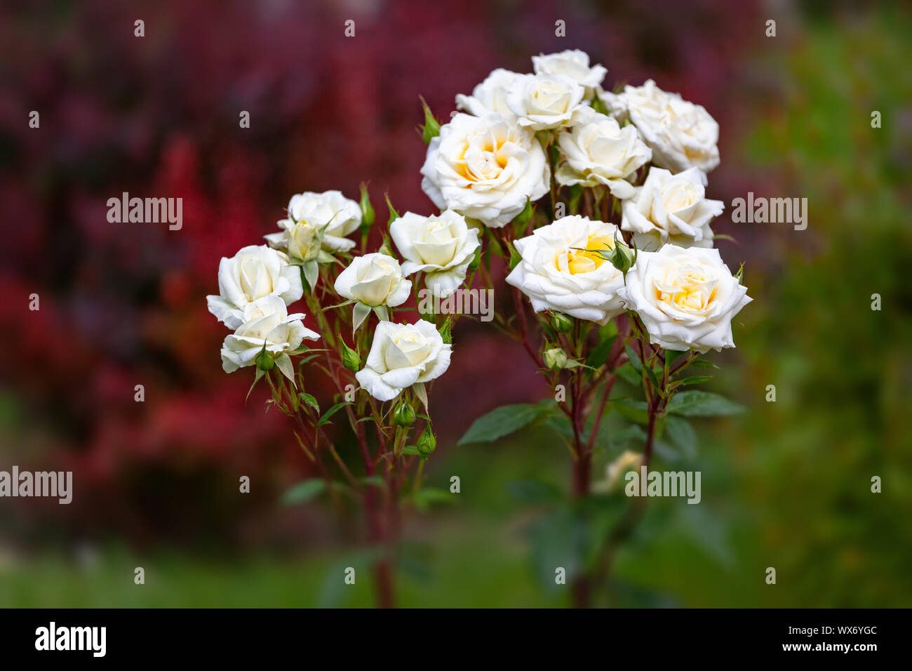 a rose is a rose Stock Photo - Alamy