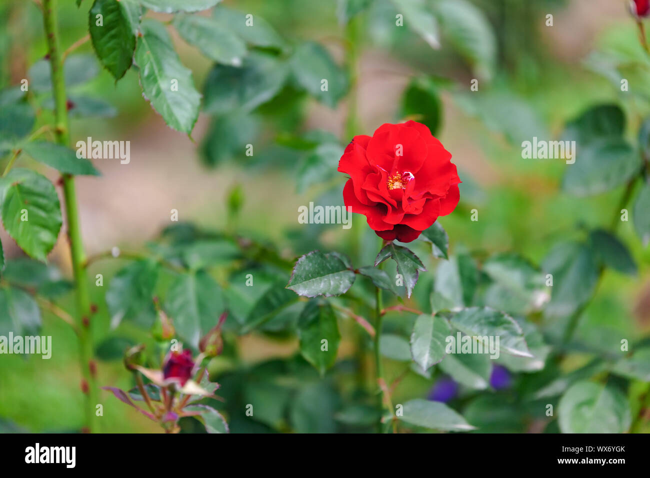 a rose is a rose Stock Photo - Alamy