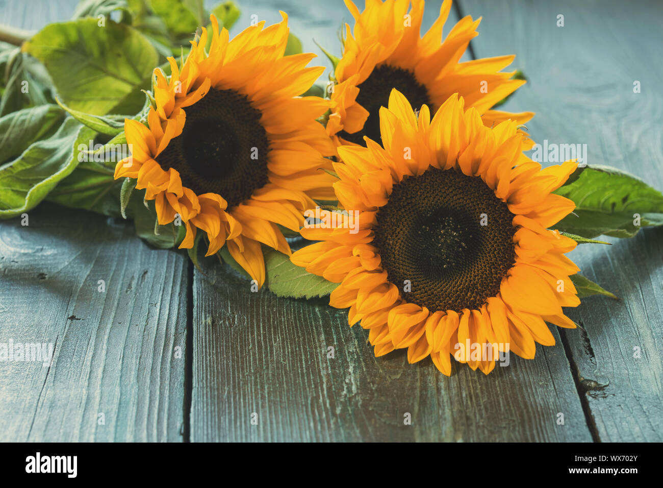 Sunflowers on table Stock Photo - Alamy