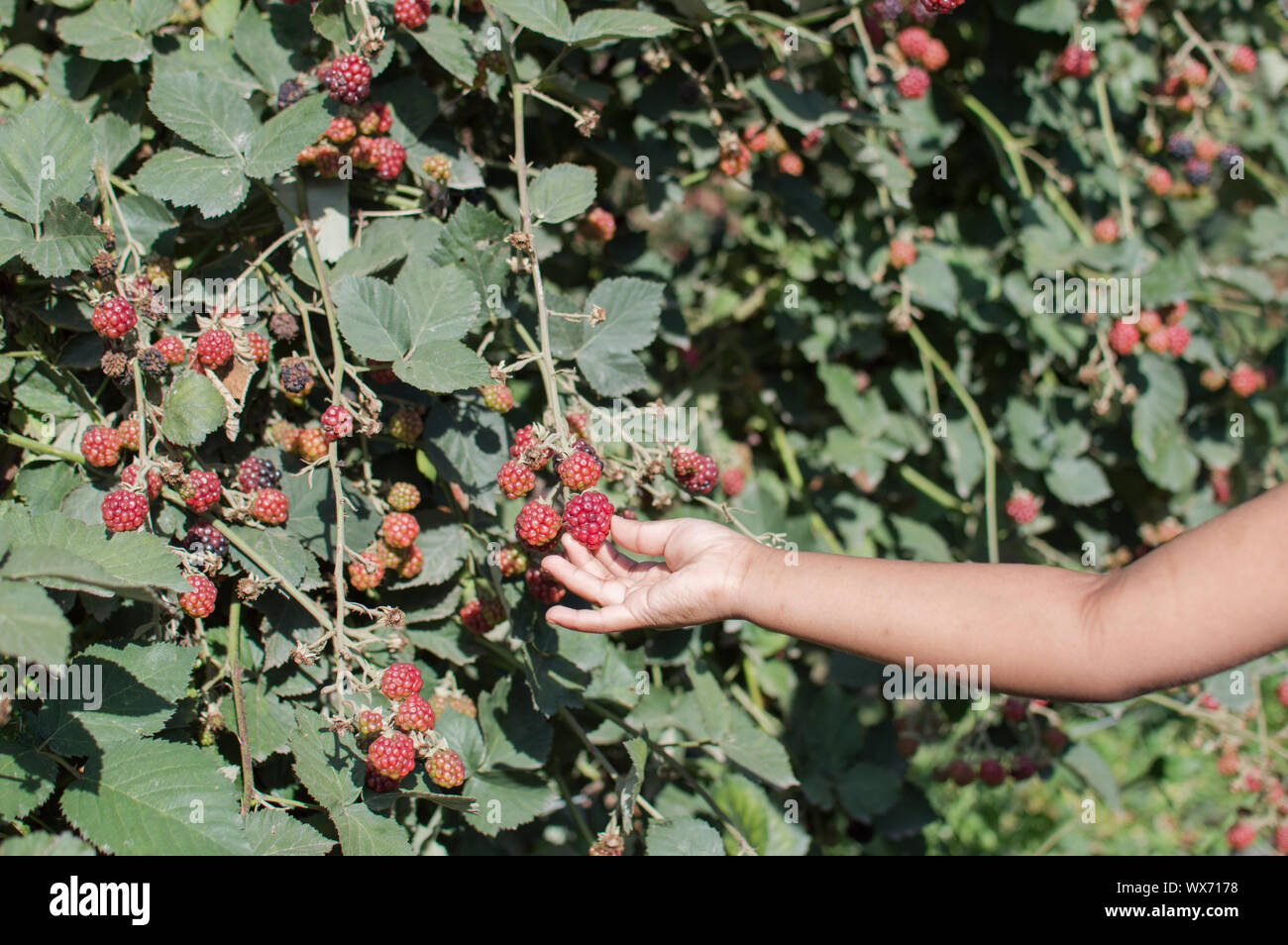 Rubus aboriginum hi-res stock photography and images - Alamy