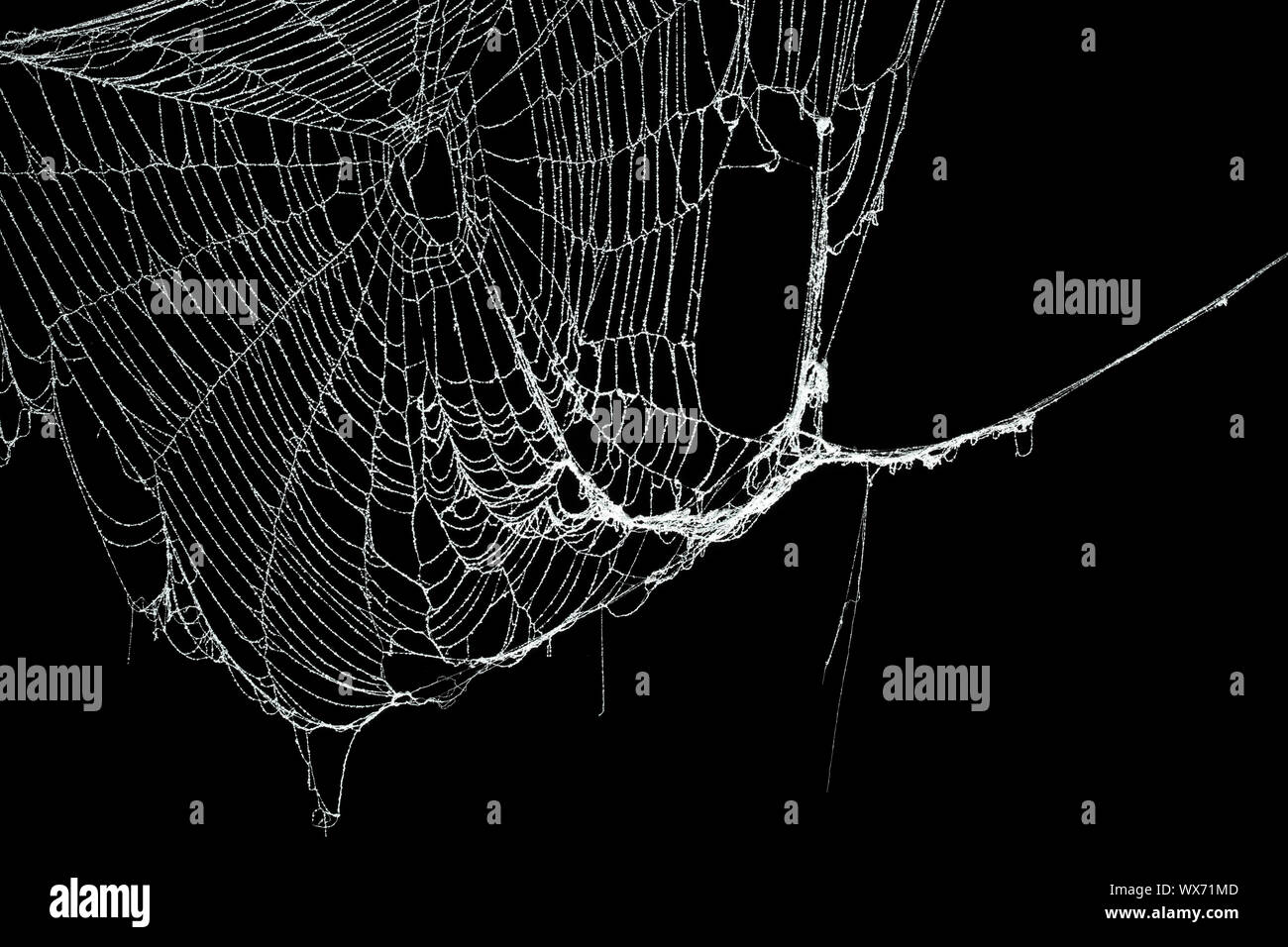 Real spooky spiders web hi-res stock photography and images - Alamy